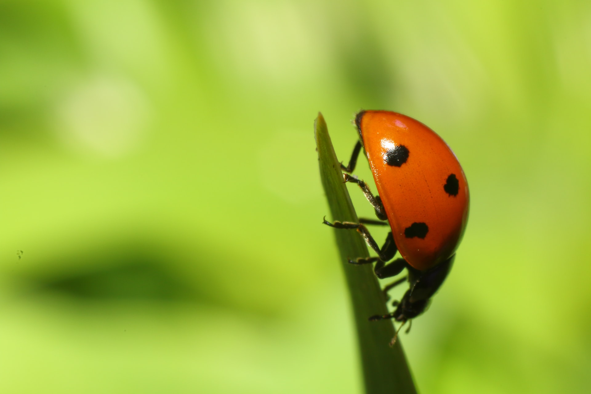 The Process of Understanding Primary Science | Edufront Learning Centre